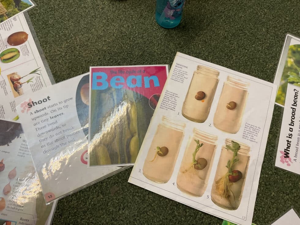 From Seed to Sprout: Beech and Chestnut Explore Broad Beans ...